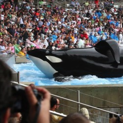 “Blackfish” Director on Captive Killers | The Dinner Party Download