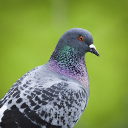 Those Pesky Pigeons Can Actually Spot Cancer | The Dinner Party Download